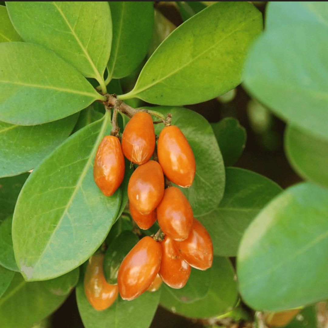 Karaka - MyNativeForest